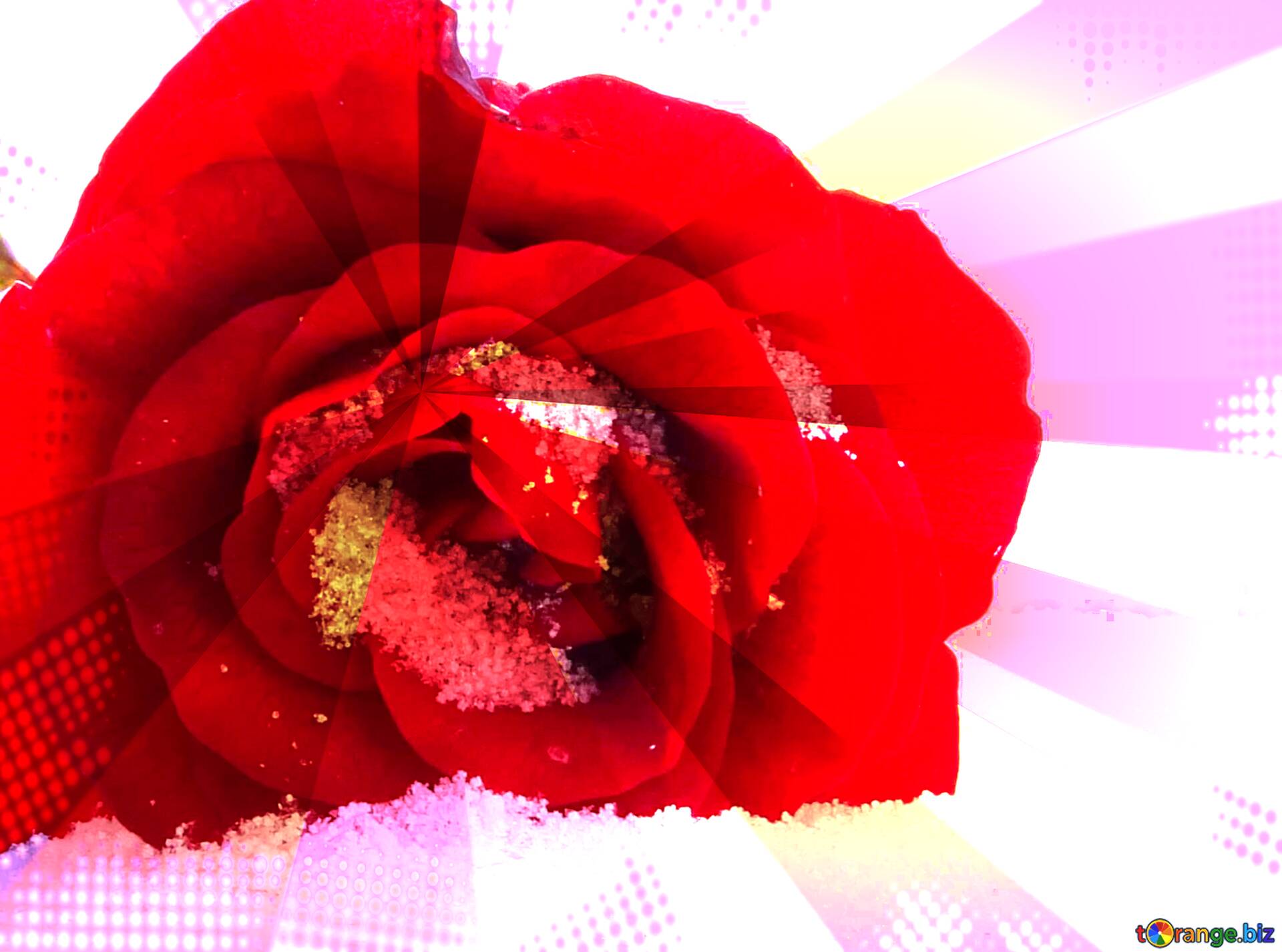 Télécharger la photo gratuite Rose flower rays background sur licence ...