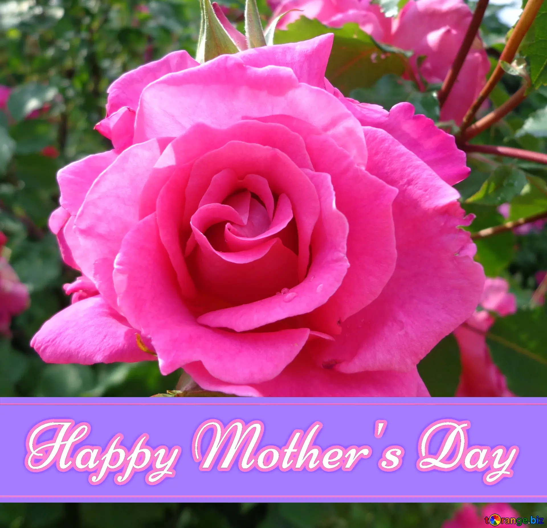 Happy Mothers Day Roses