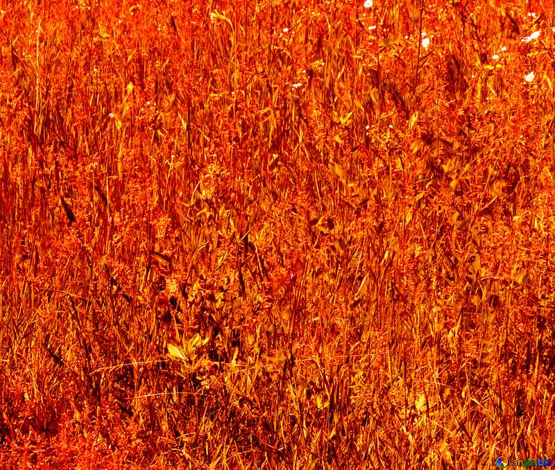 Download free picture Lawn texture Red on CC-BY License ~ Free Image ...