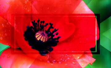 Flowers poppy backgrounds and wallpapers poppy poppy № 34252